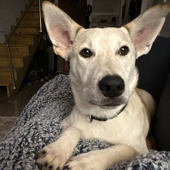 Dog for Adoption - Suki, a in Warsaw, MO | Alpha Paw