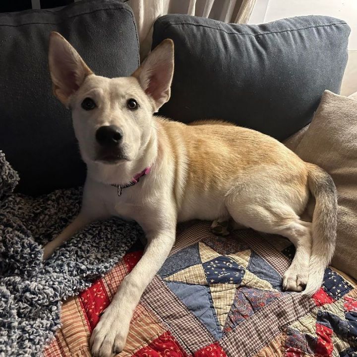 Dog for Adoption - Suki, a in Warsaw, MO | Alpha Paw
