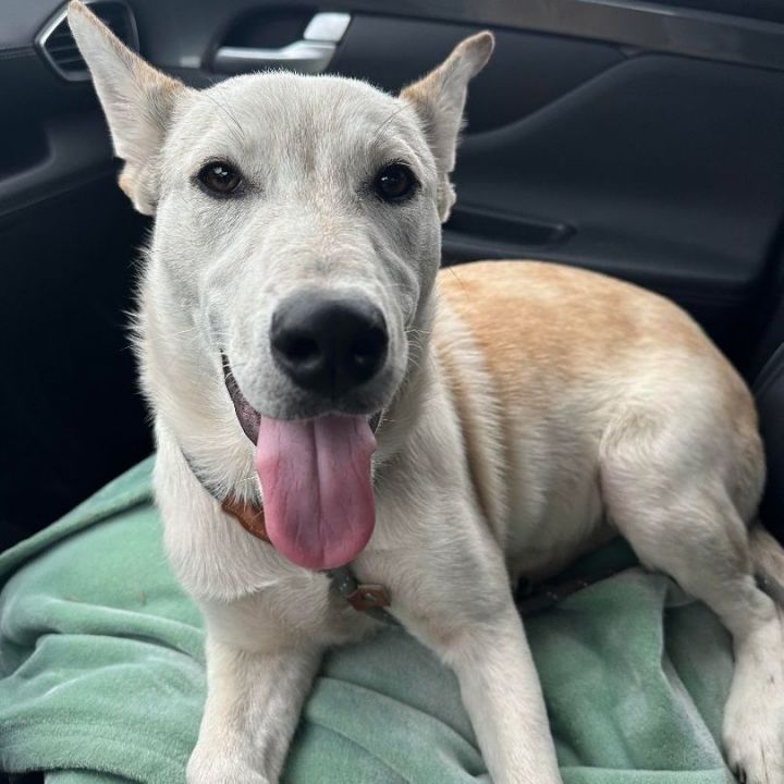 Dog for Adoption - Suki, a in Versailles, MO | Alpha Paw