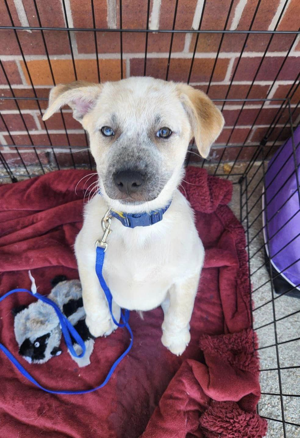 Dog for Adoption - Alabaster, a Australian Cattle Dog/Blue Heeler in Harrison County, IA | Alpha Paw