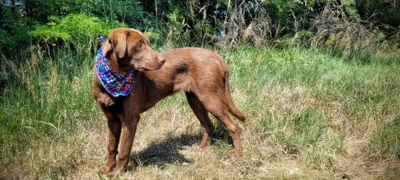 Dog for Adoption - Jimmy Kibble, a Labrador Retriever in Lincoln, NE ...