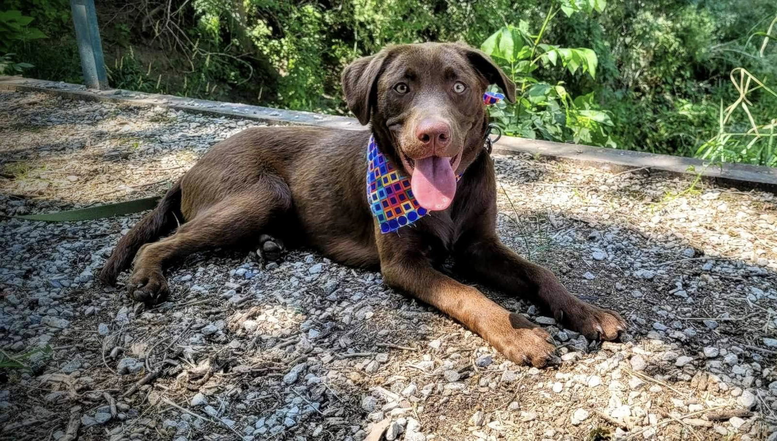 Dog for Adoption - Jimmy Kibble, a Labrador Retriever in Lincoln, NE ...