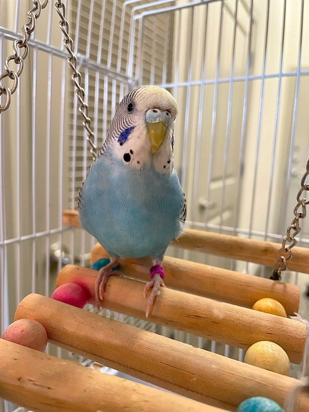 Little Bo Keet's Web Page
