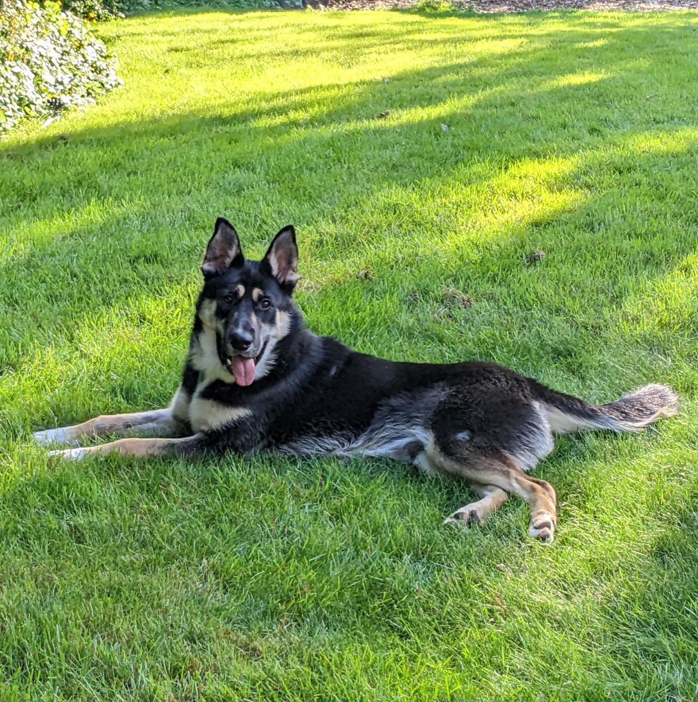 Dog for Adoption - Archer, a German Shepherd Dog in Auburn, WA | Alpha Paw