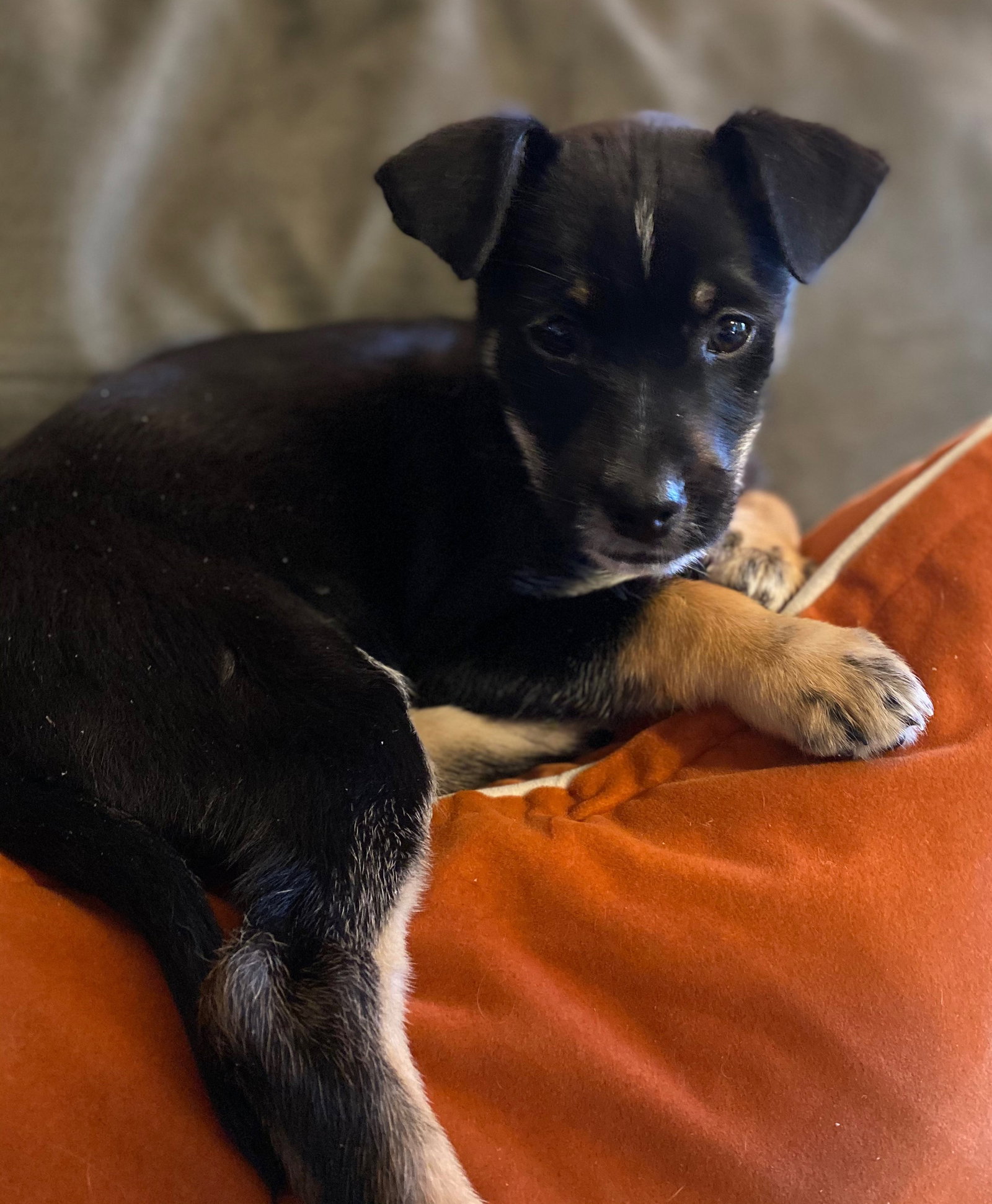 Gillespie Puppy MG's Web Page