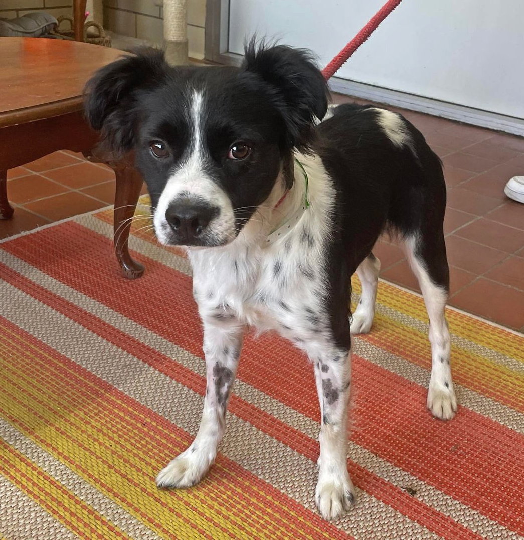 Dog for Adoption - Griffin, a Border Collie in Dakota County, MN ...