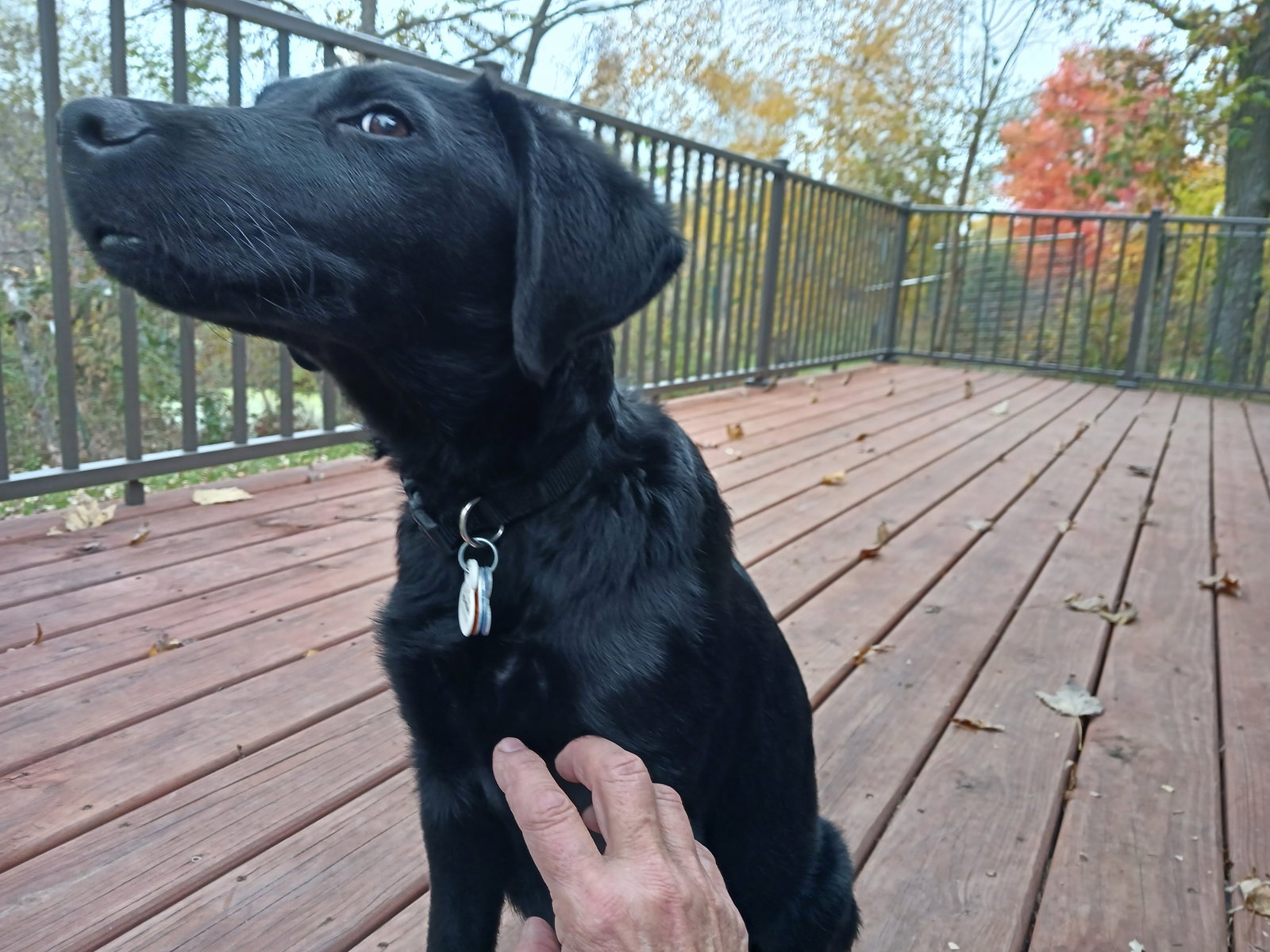Dog for Adoption - Edgar, a German Shepherd Dog in Dakota County, MN ...