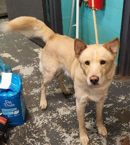Dog for Adoption - Chappy, a Husky in Anoka County, MN | Alpha Paw
