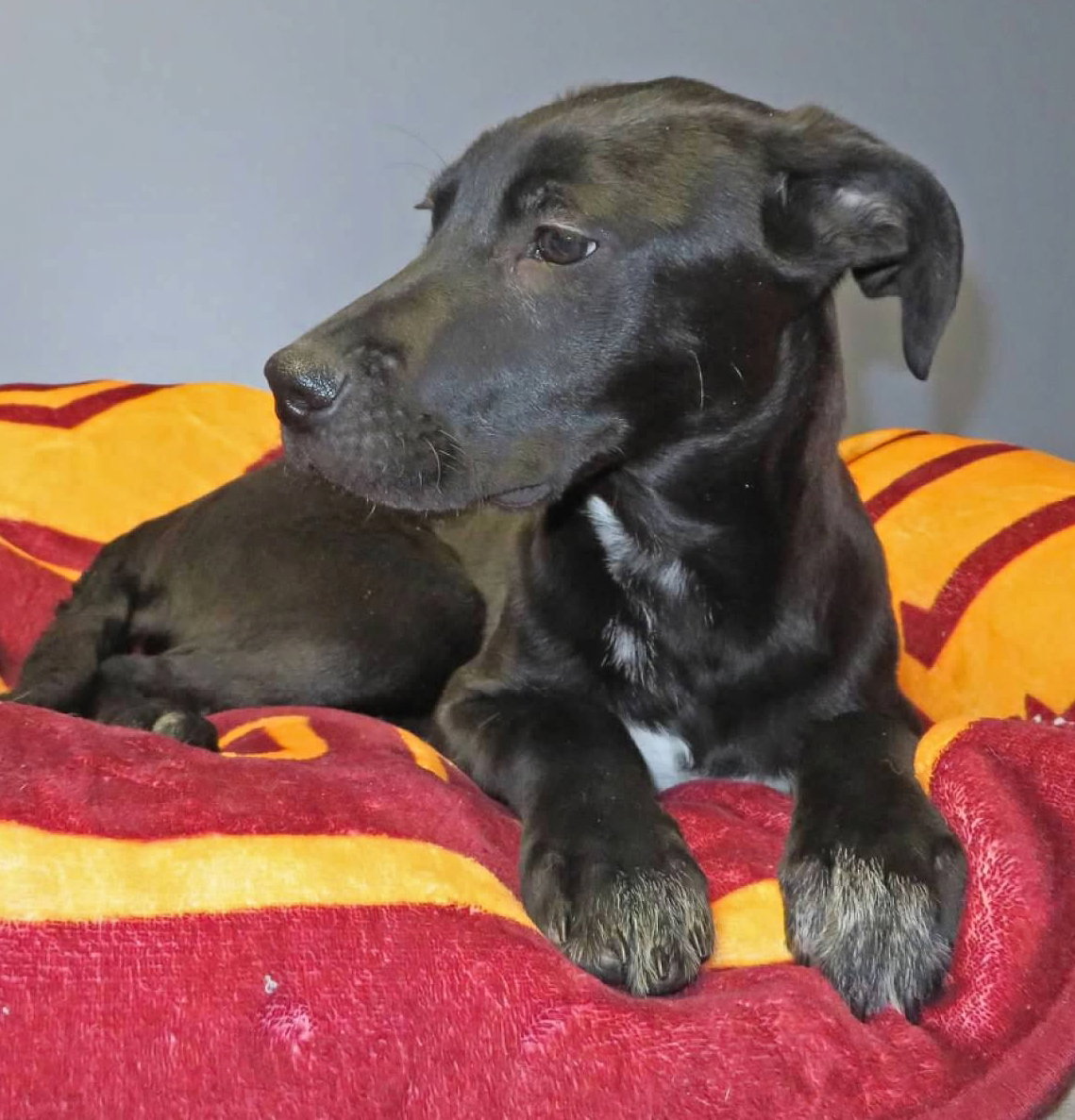Dog for Adoption - Aspen, a Labrador Retriever in Dakota County, MN ...