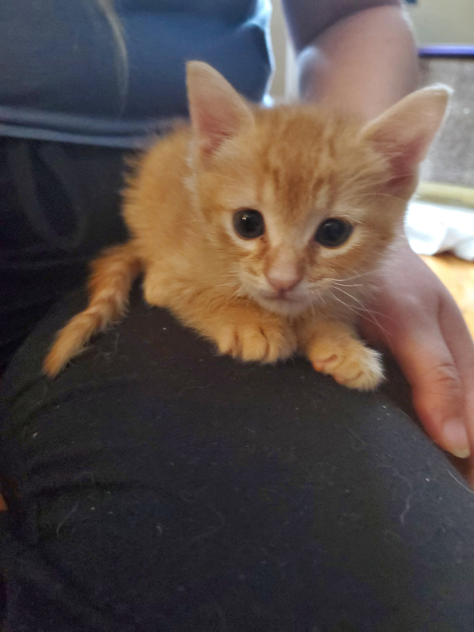 Cats for Adoption in Corcoran, Minnesota | Alpha Paw