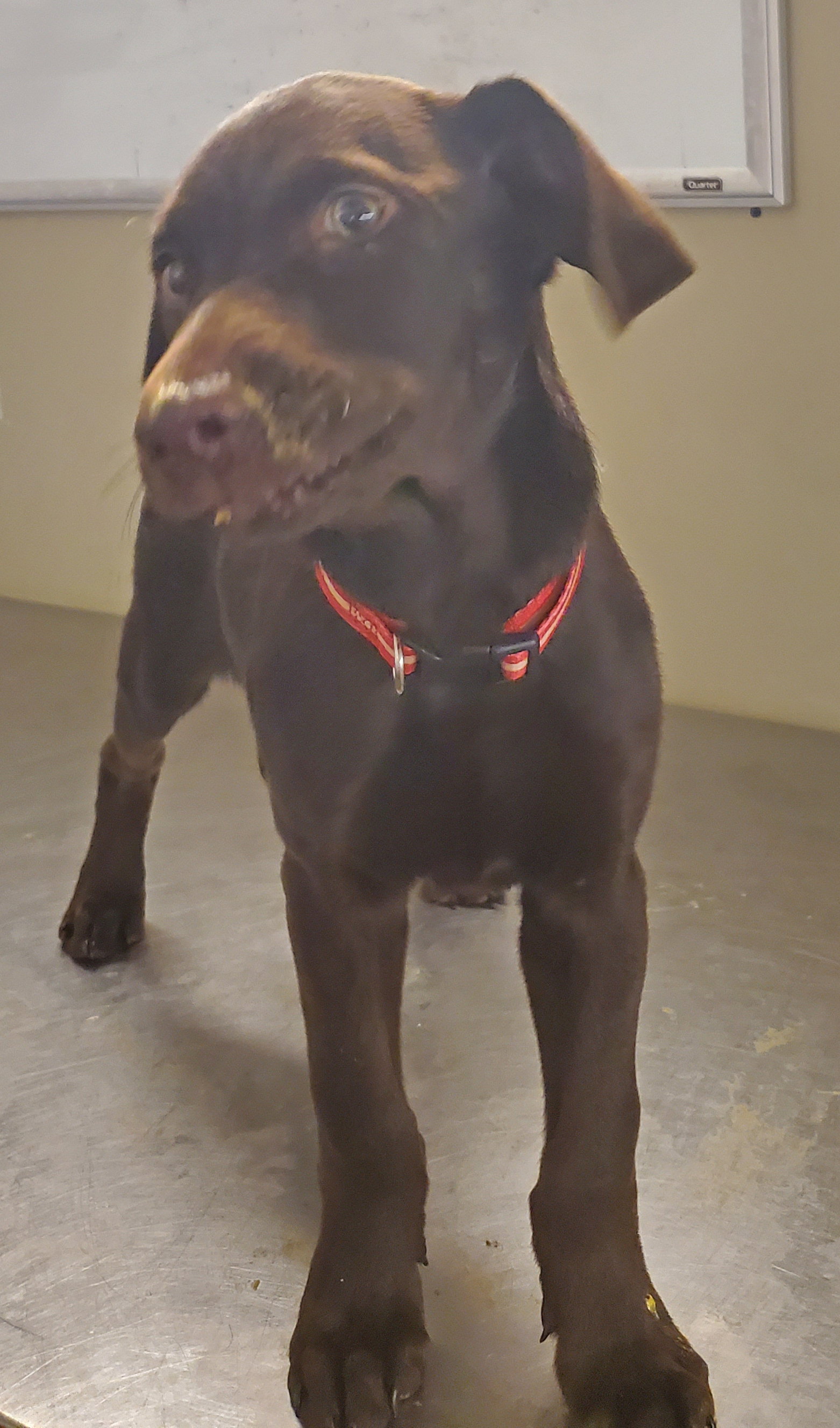 Dog for Adoption - Rick, a Labrador Retriever in Maplewood, MN | Alpha Paw