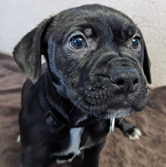 Dog for Adoption - Yelena, a Labrador Retriever in Ellsworth, WI ...