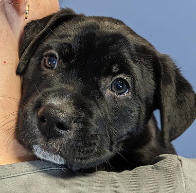Dog for Adoption - Yelena, a Labrador Retriever in Ellsworth, WI ...