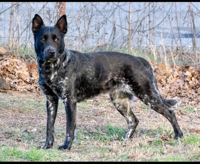 Dog for Adoption - Zara, a Australian Cattle Dog/Blue Heeler in ...