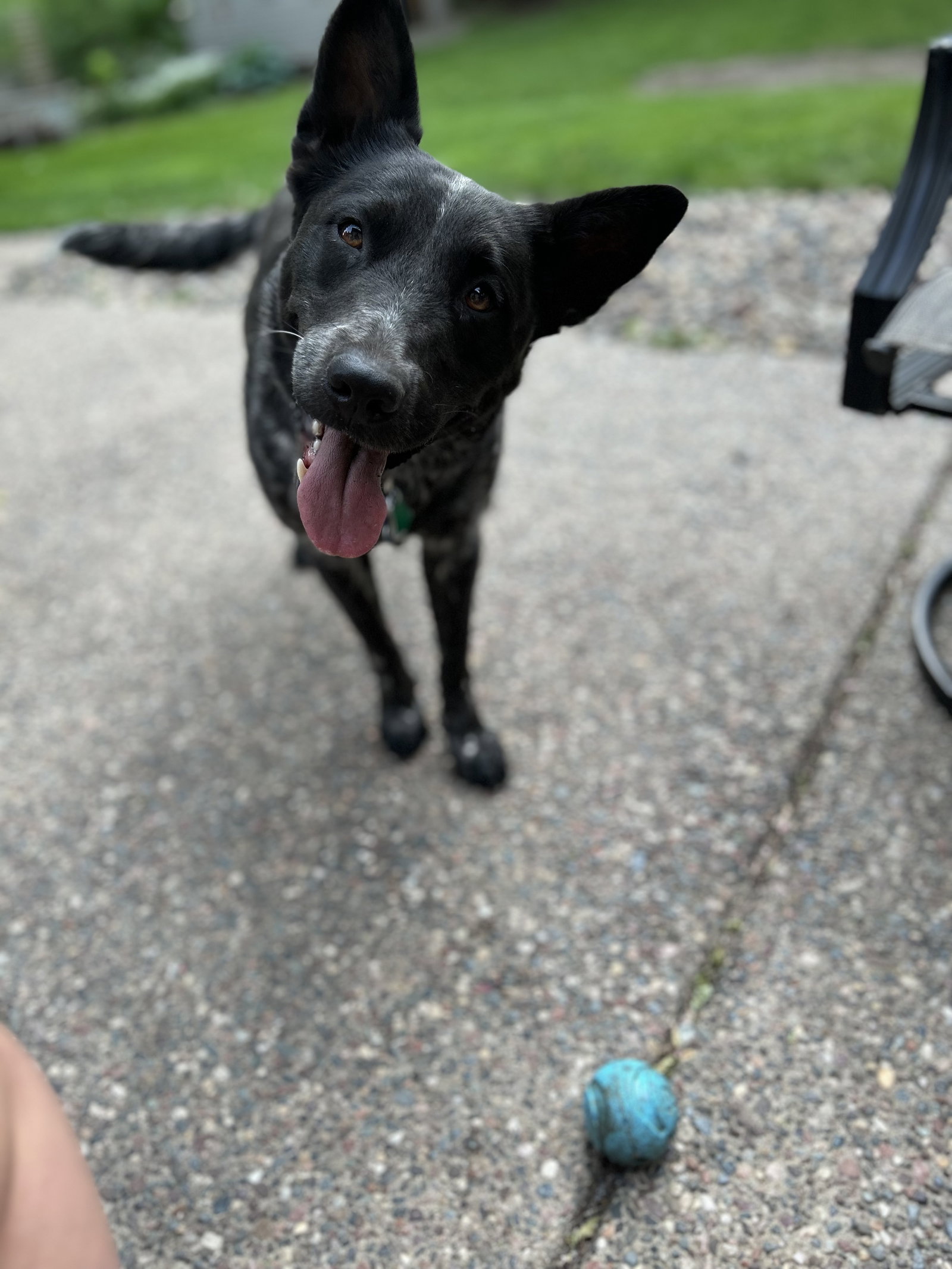 Dog for Adoption - Zara, a Australian Cattle Dog/Blue Heeler in ...