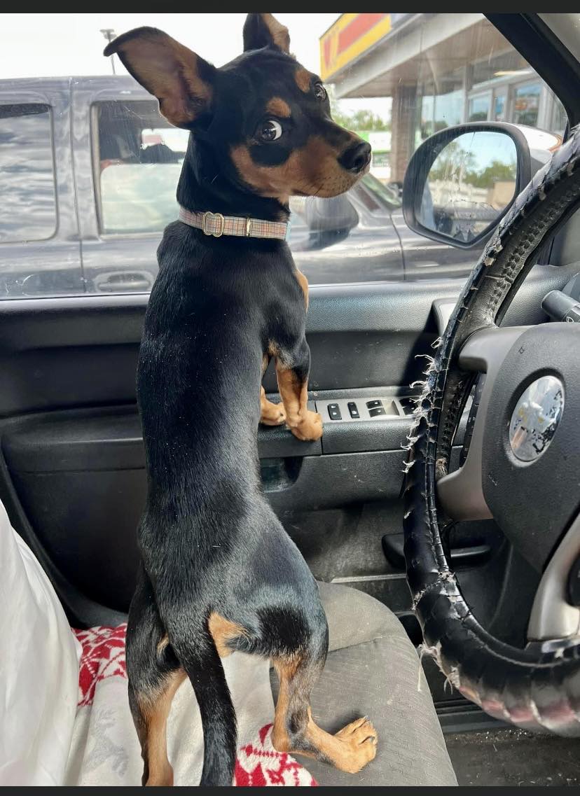 Dog for Adoption - Keno, a Miniature Pinscher in Stillwater, MN | Alpha Paw