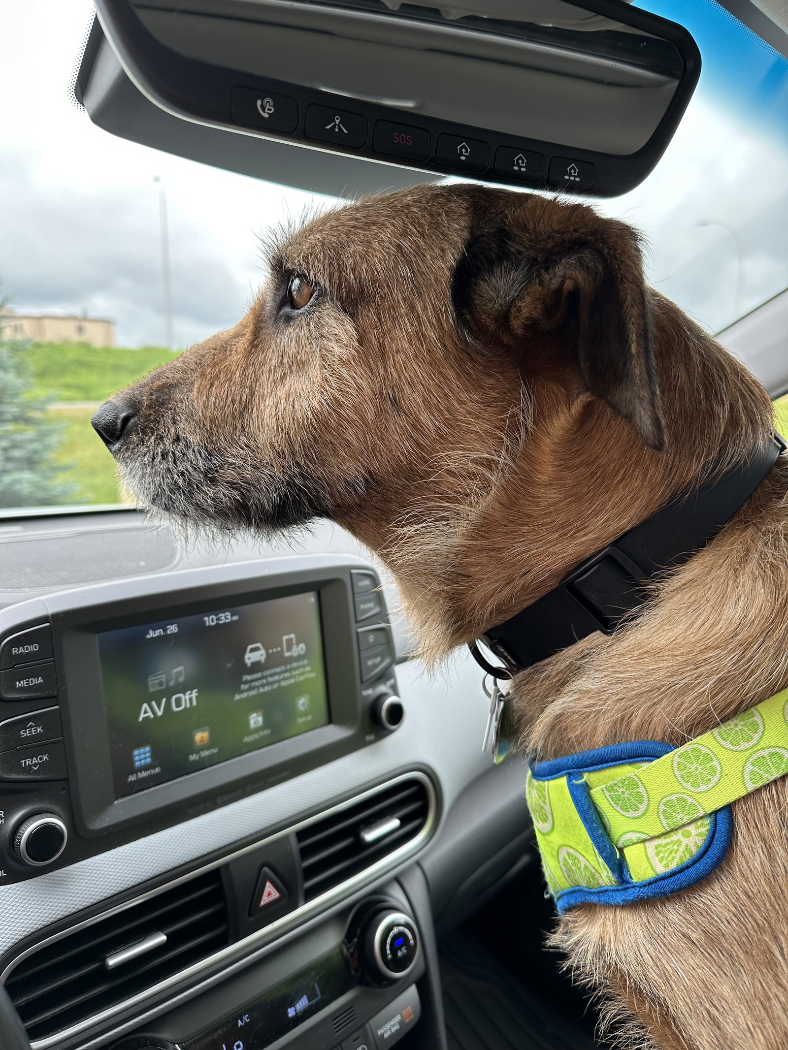 Dog for Adoption - Carlton, a Wire-haired Pointing Griffon in Shoreview ...