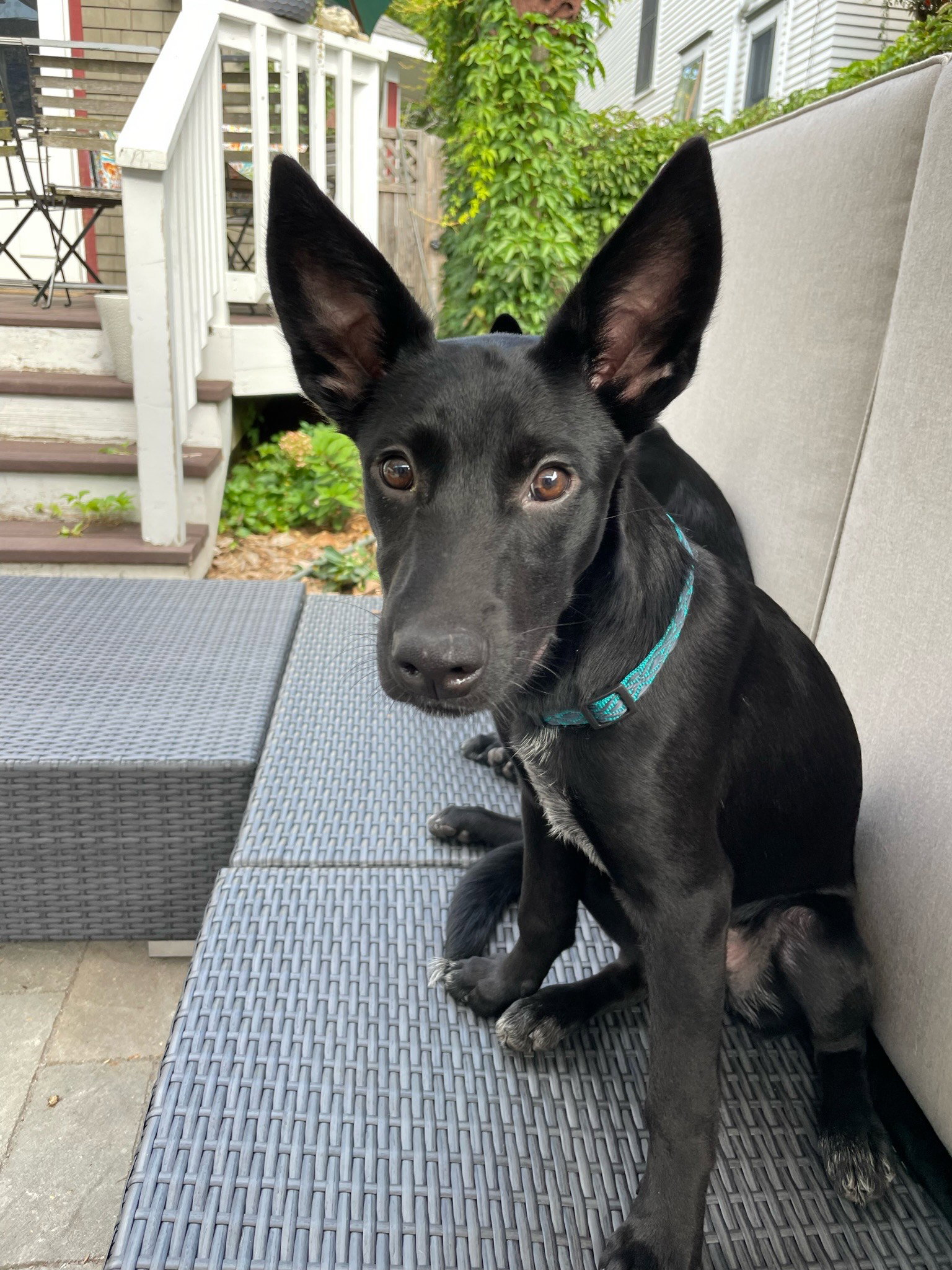 Dog for Adoption - Jackson, a Shepherd in Jordan, MN | Alpha Paw