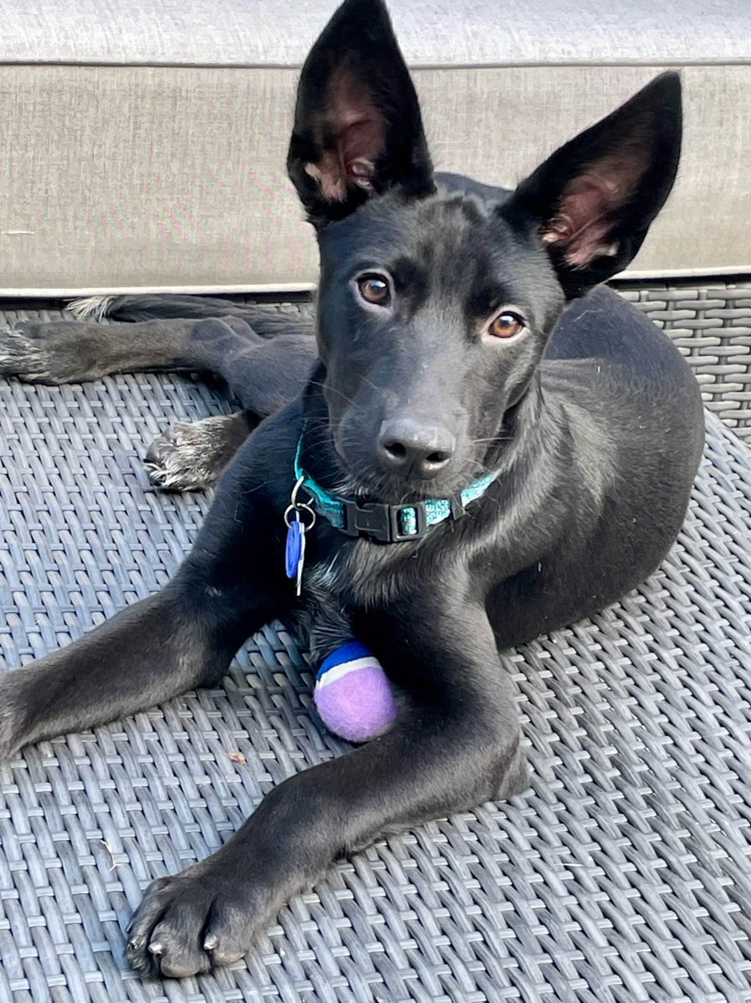 Dog for Adoption - Jackson, a Shepherd in Jordan, MN | Alpha Paw