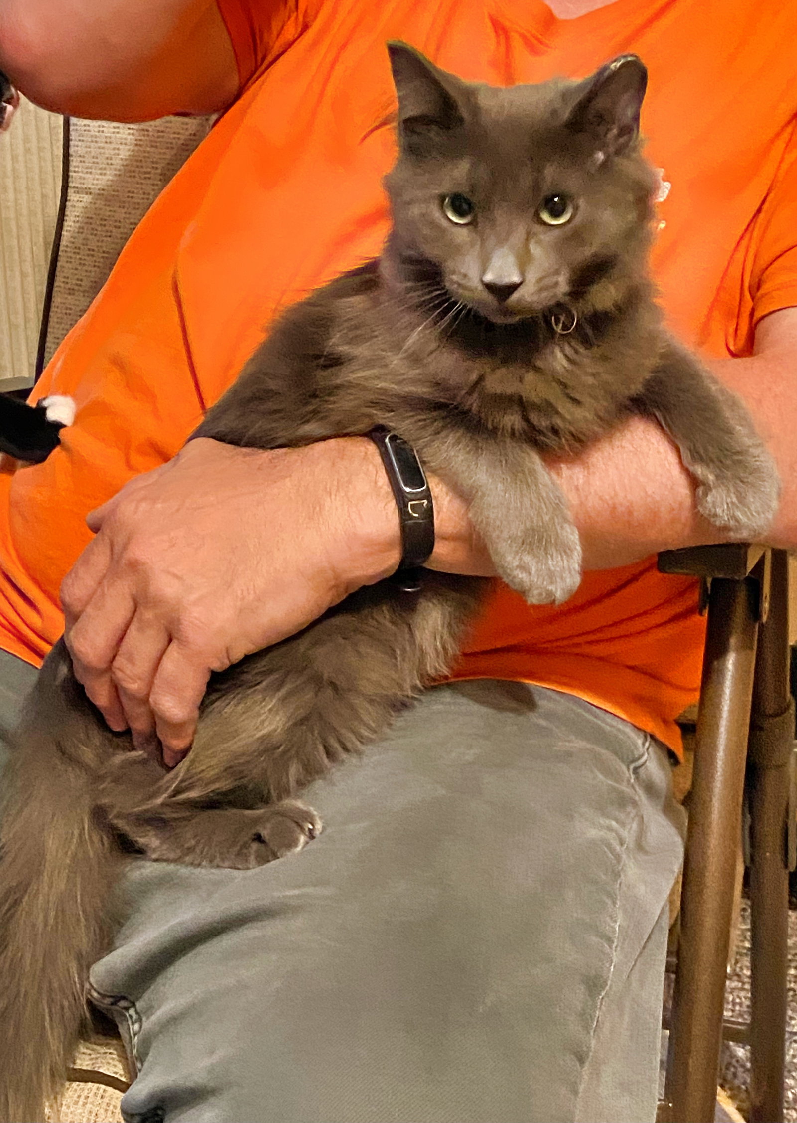 Cat adoption in Minneapolis, MN 55429: Domestic Medium Hair / Russian ...