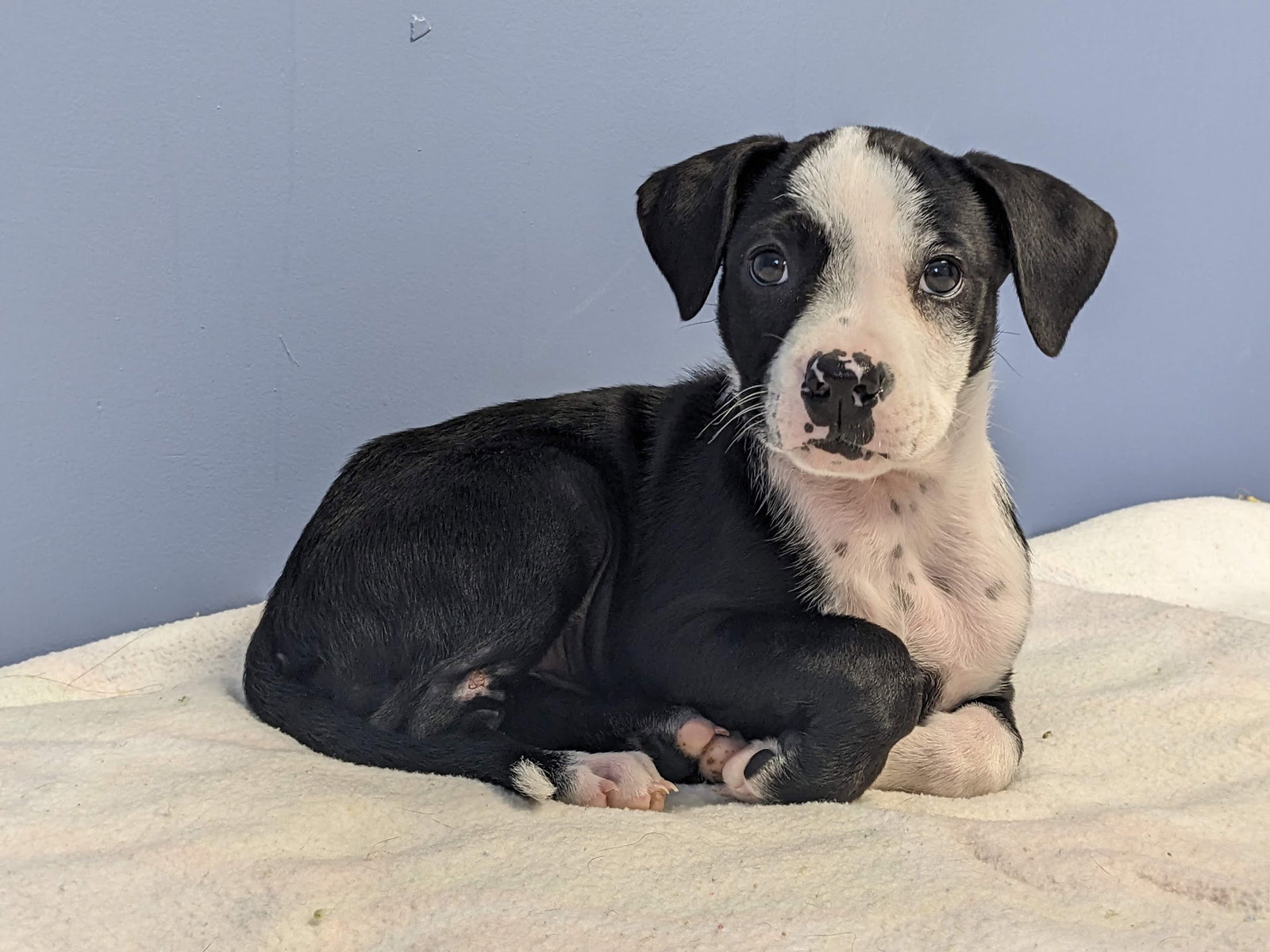 Dog for Adoption - Astrid, a Border Collie in Northfield, MN | Alpha Paw