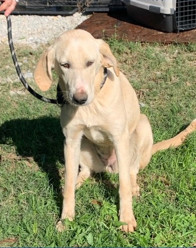 Dog for Adoption - Rhea, a Yellow Labrador Retriever in White Bear Lake ...
