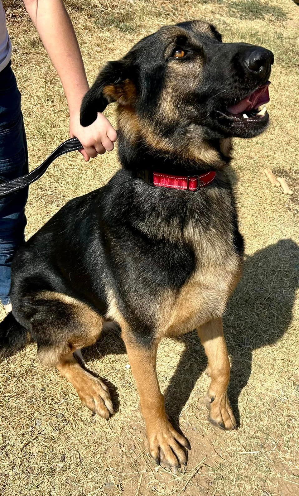 Dog for Adoption - Connery, a German Shepherd Dog in Cannon Falls, MN ...