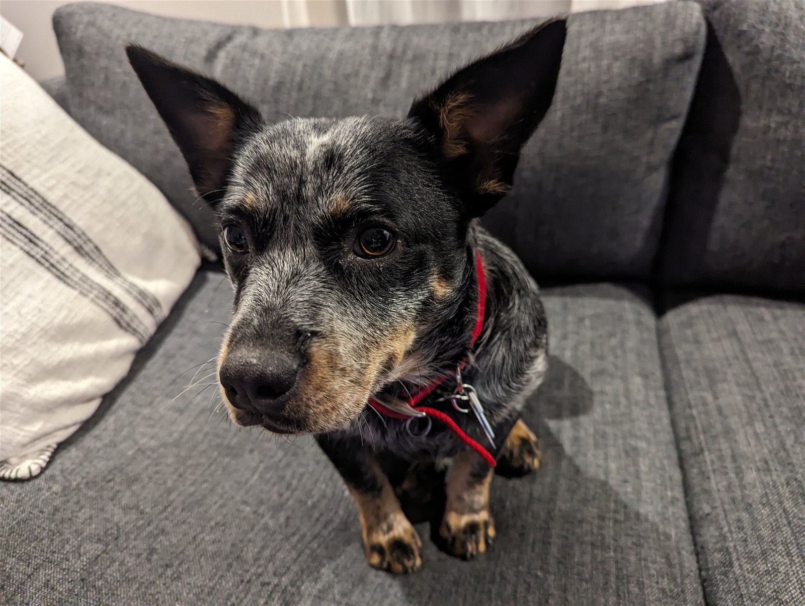 Dog for Adoption - Tally, a Australian Cattle Dog/Blue Heeler in Eden ...