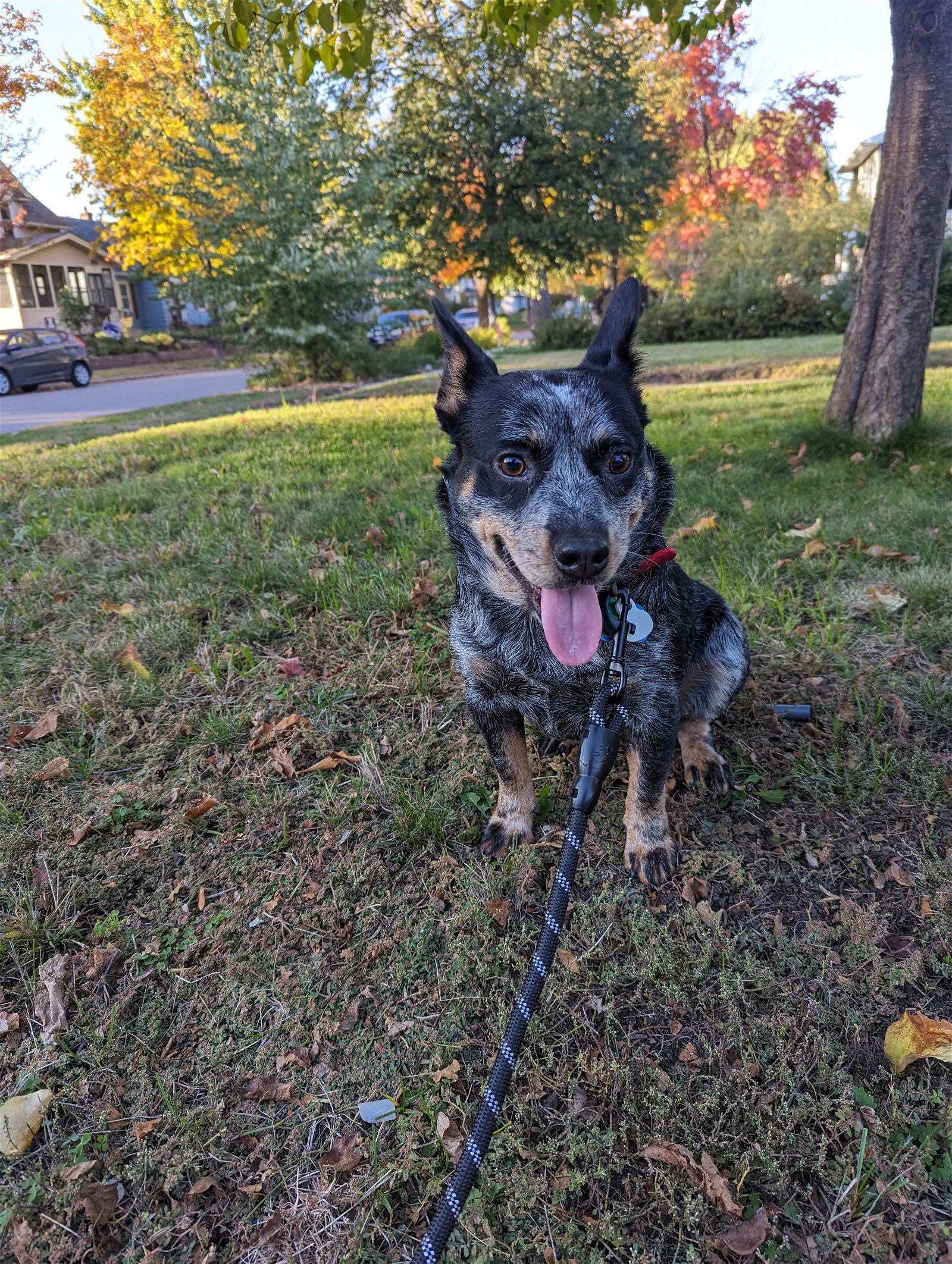 Dog for Adoption - Tally, a Australian Cattle Dog/Blue Heeler in Eden ...
