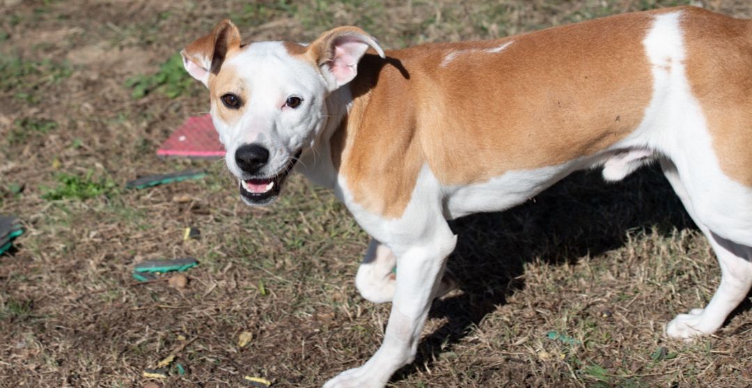 Dog for Adoption - Ellington, a Hound in White Bear Lake, MN | Alpha Paw