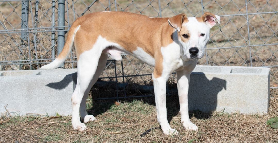 Dog for Adoption - Ellington, a Hound in White Bear Lake, MN | Alpha Paw