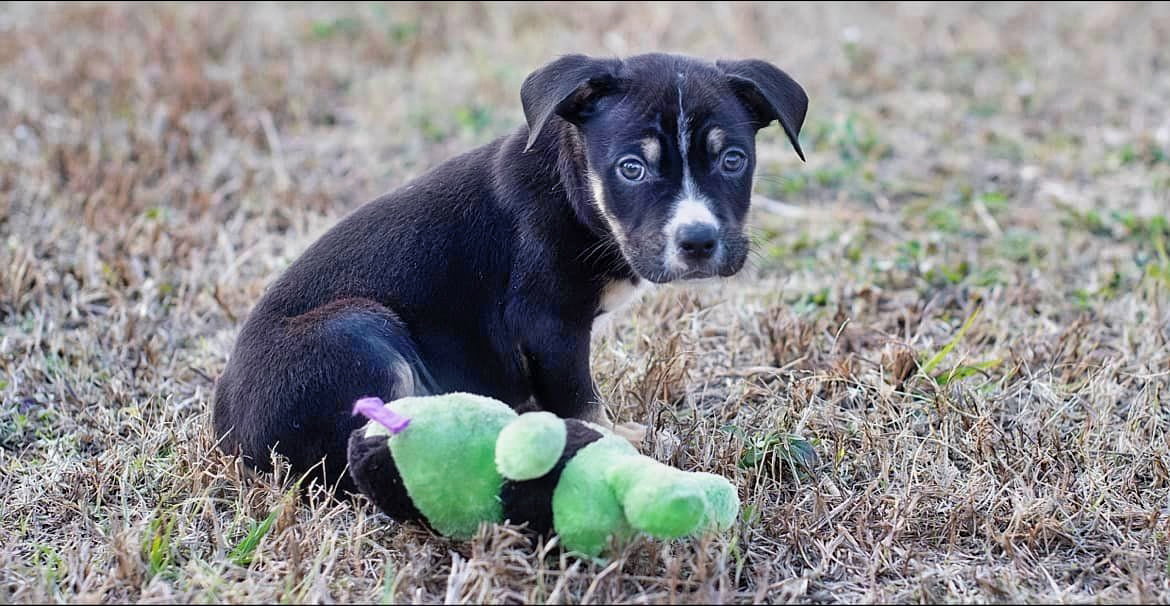 Dog for Adoption - Cole, a Boxer in Ham Lake, MN | Alpha Paw