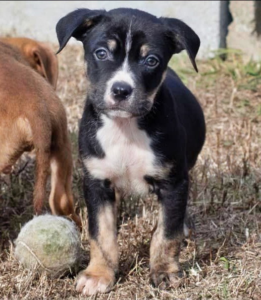 Dog for Adoption - Cole, a Boxer in Ham Lake, MN | Alpha Paw