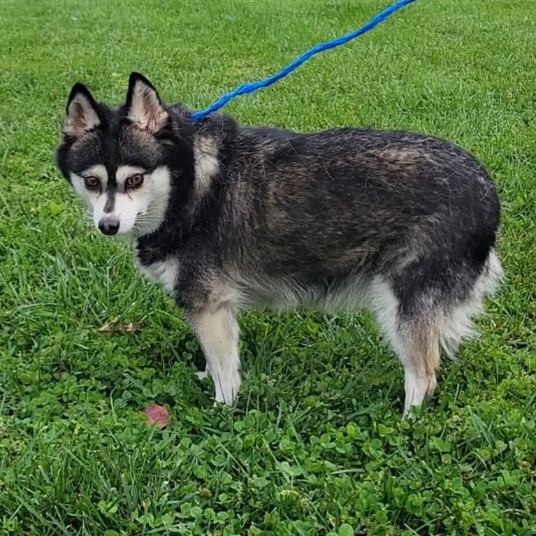 Dog for Adoption - Jennie, a Pomeranian in Northfield, MN | Alpha Paw