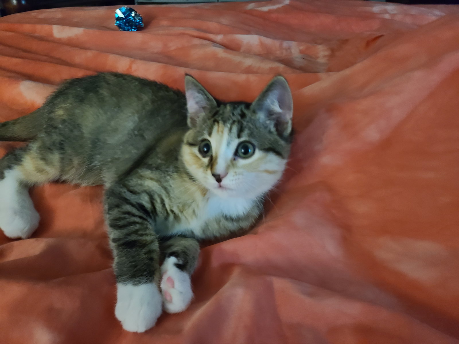 Cats for Adoption in White Bear Lake, Minnesota | Alpha Paw