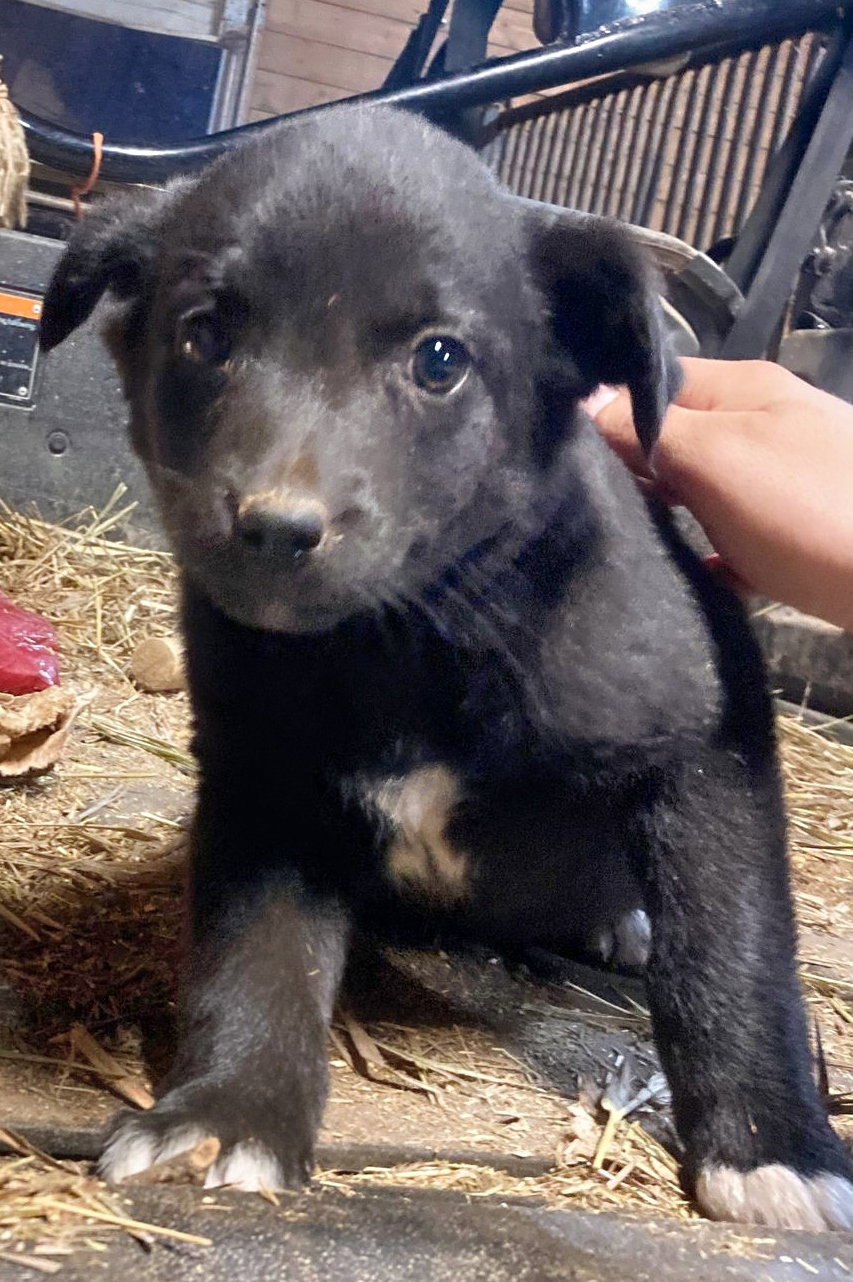 Dog for Adoption - Sundance, a Australian Shepherd in Northfield, MN ...