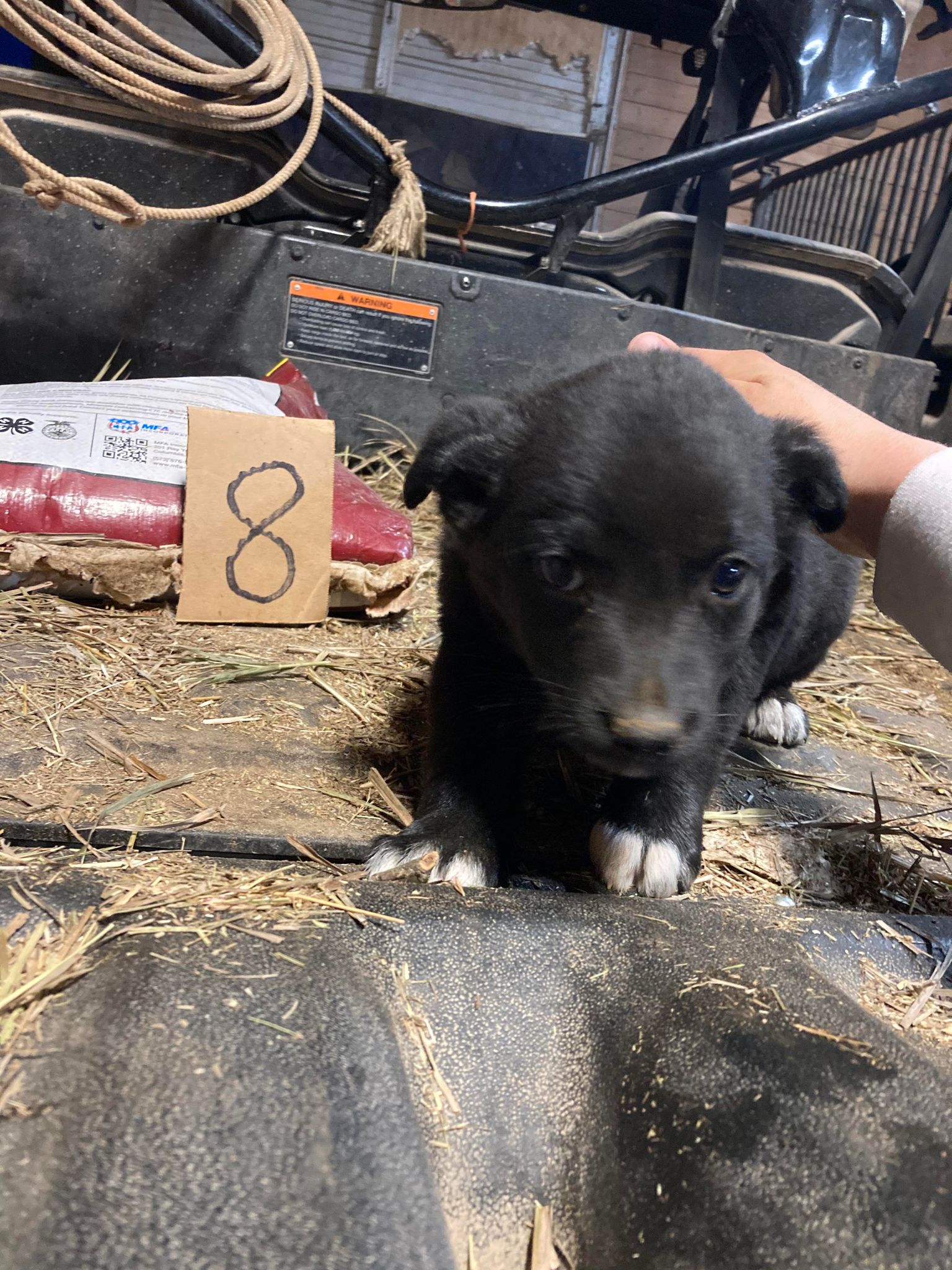 Dog for Adoption - Sundance, a Australian Shepherd in Northfield, MN ...