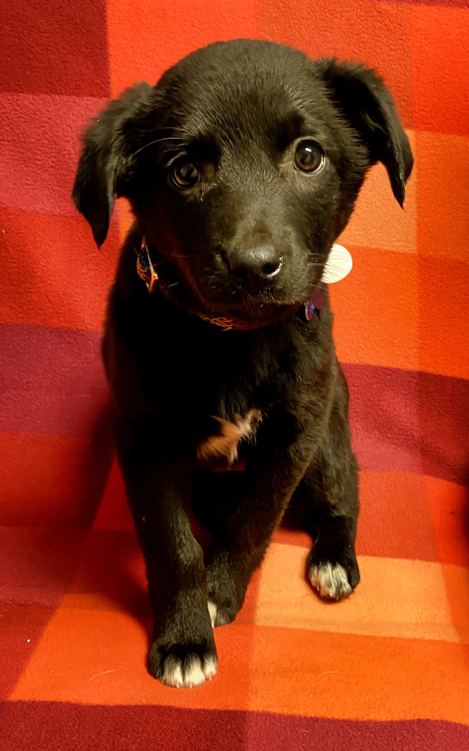 Dog for Adoption - Sundance, a Australian Shepherd in Northfield, MN ...