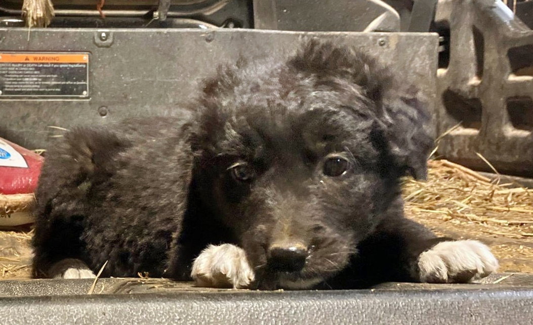 Dog for Adoption - Cheyenne, a Australian Shepherd in Ellsworth, WI ...