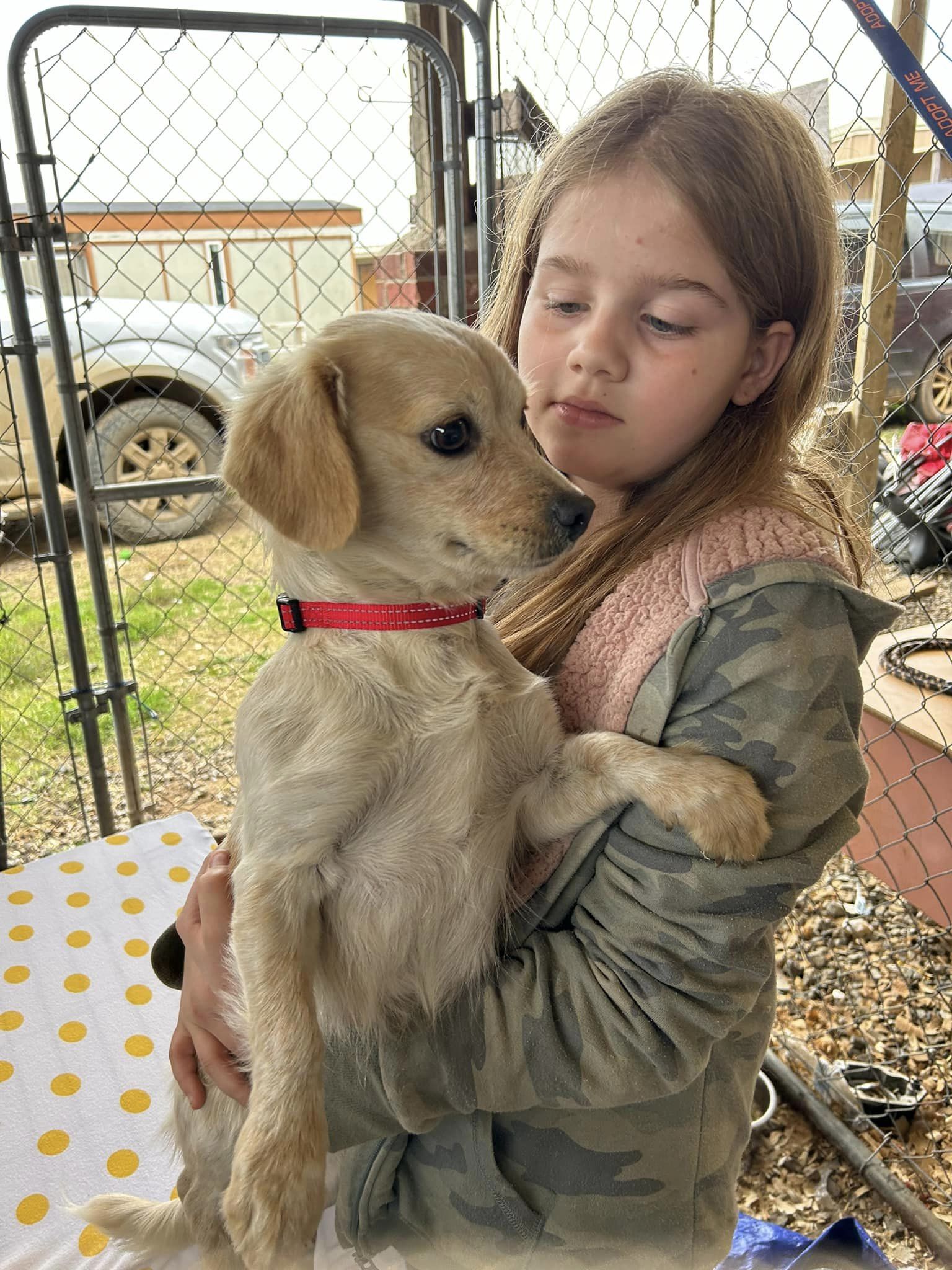 Dog for Adoption - Lea, a Dachshund in White Bear Lake, MN | Alpha Paw