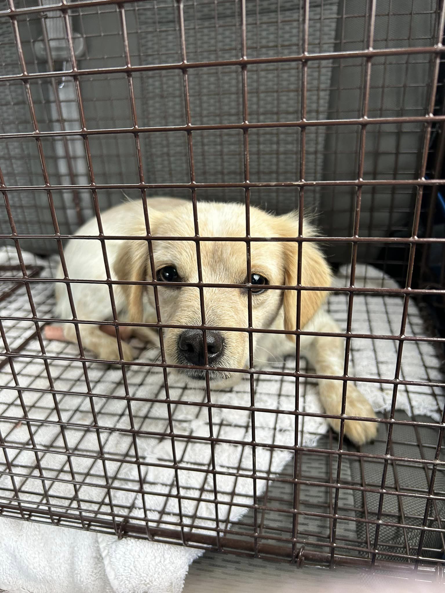 Dog for Adoption - Lea, a Dachshund in White Bear Lake, MN | Alpha Paw
