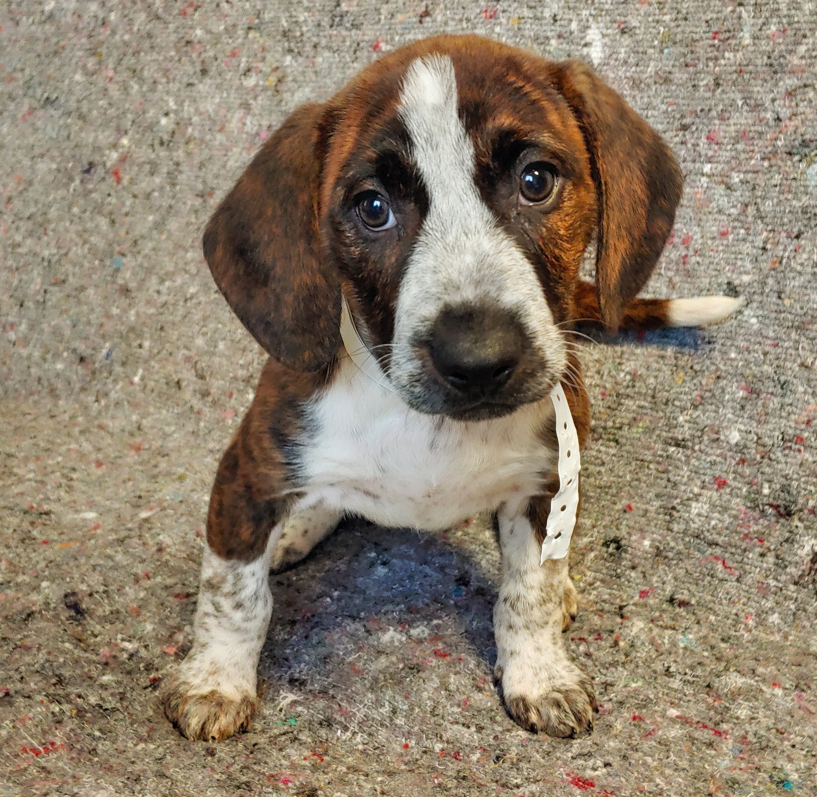 Dog for Adoption - Beatrice, a Hound in White Bear Lake, MN | Alpha Paw
