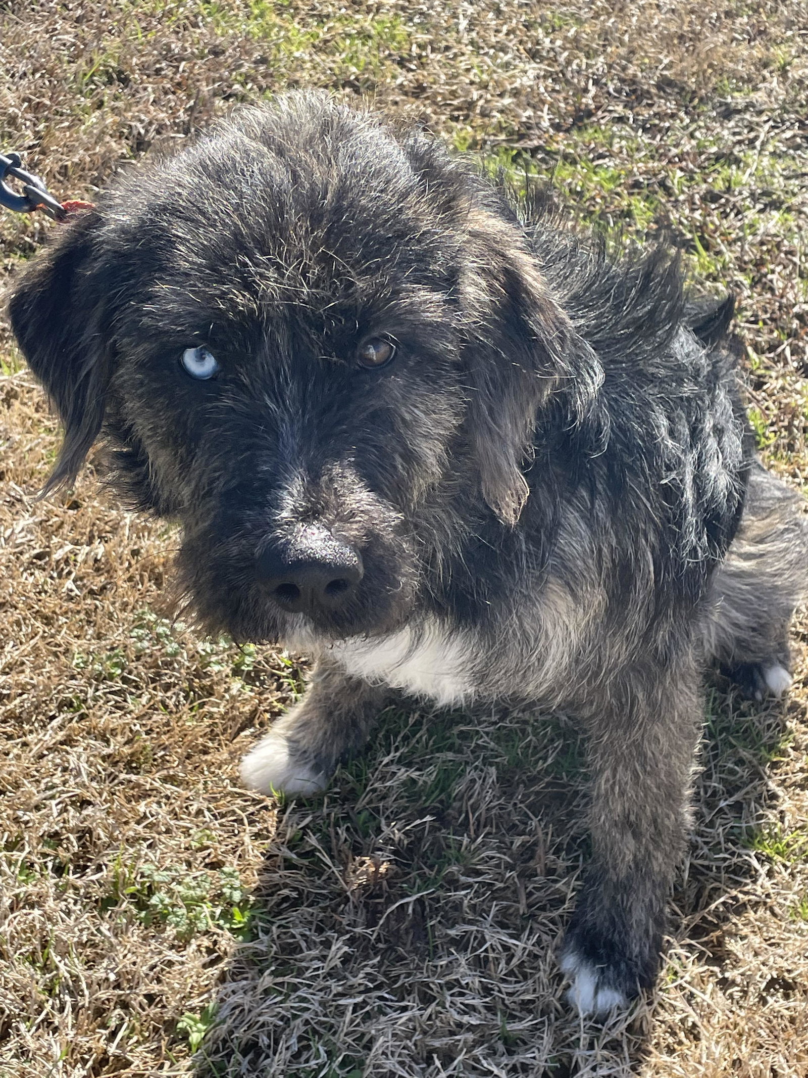 Dog for Adoption - Shakespeare, a Giant Schnauzer in Rush City, MN ...