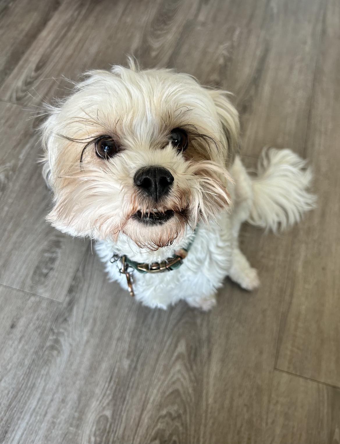 Dog for Adoption - Milo, a Shih Tzu in Saint Croix Falls, WI | Alpha Paw