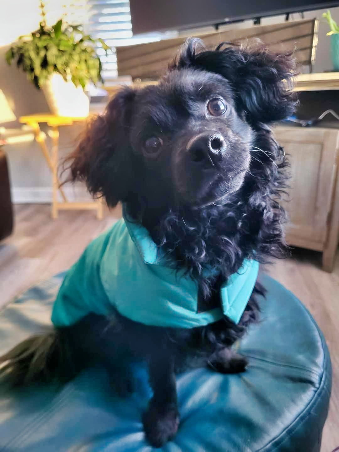 Dog for Adoption - Kylo, a Dachshund in Columbia Heights, MN | Alpha Paw