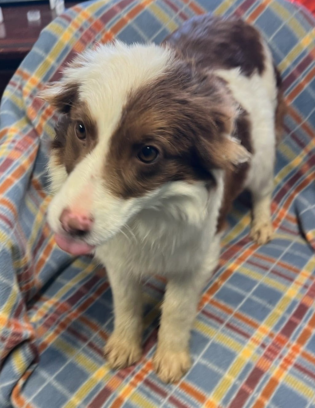 Dog for Adoption - Magnolia, a Australian Shepherd in Saint Michael, MN ...