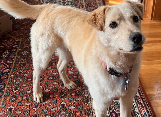 Dog for Adoption - Limerick, a Australian Shepherd in Rockford, MN ...