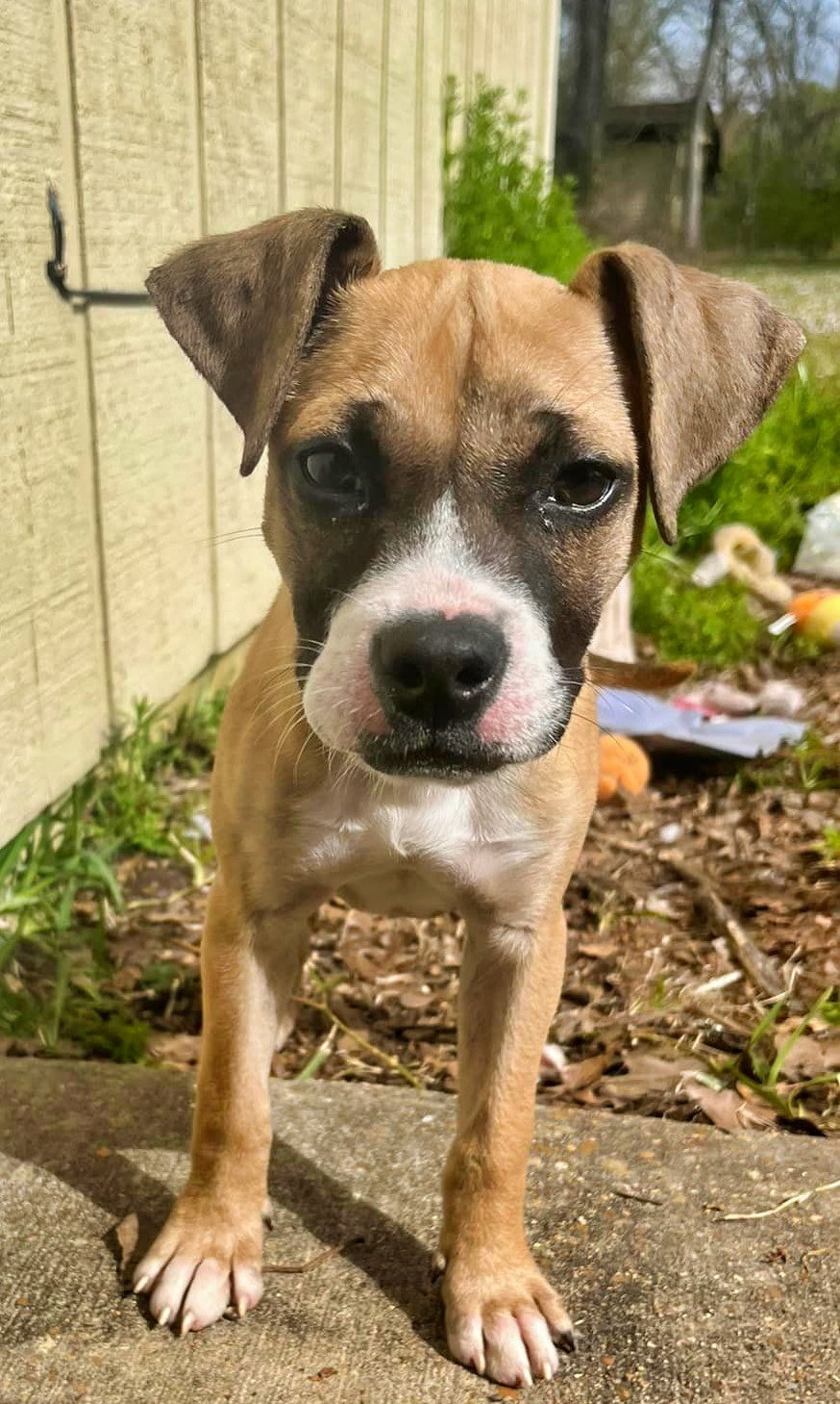Dog for Adoption - Roxie Hart, a Boxer in Rockford, MN | Alpha Paw