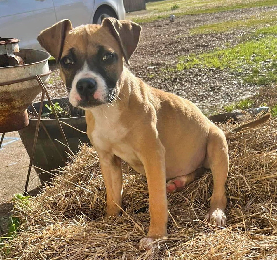 Dog for Adoption - Roxie Hart, a Boxer in Maple Grove, MN | Alpha Paw