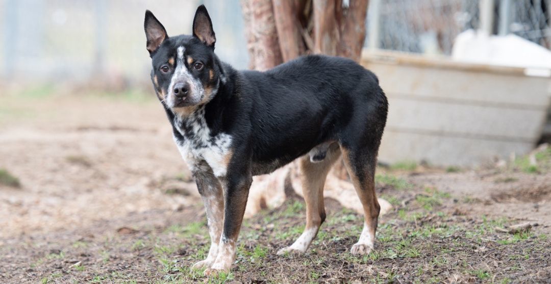Dog for Adoption - Fiyero, a Australian Cattle Dog/Blue Heeler in ...